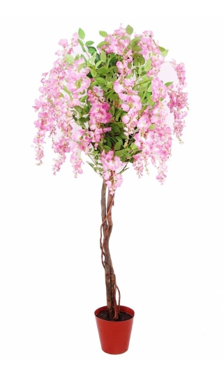 Pink Wisteria Tree
